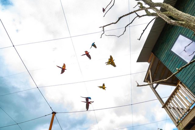 Parc animalier immersif : Parrot World va vous enchanter