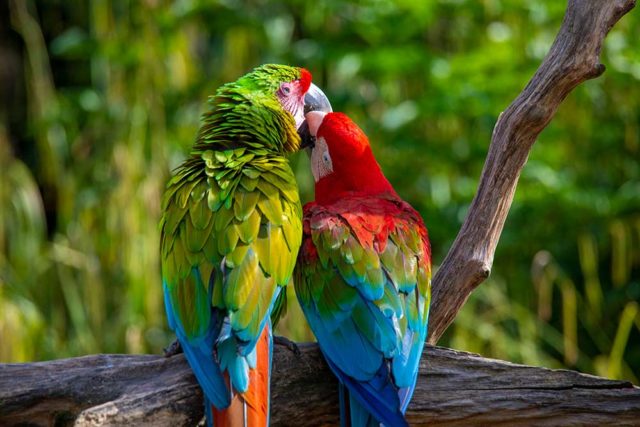 Parc animalier immersif : Parrot World va vous enchanter