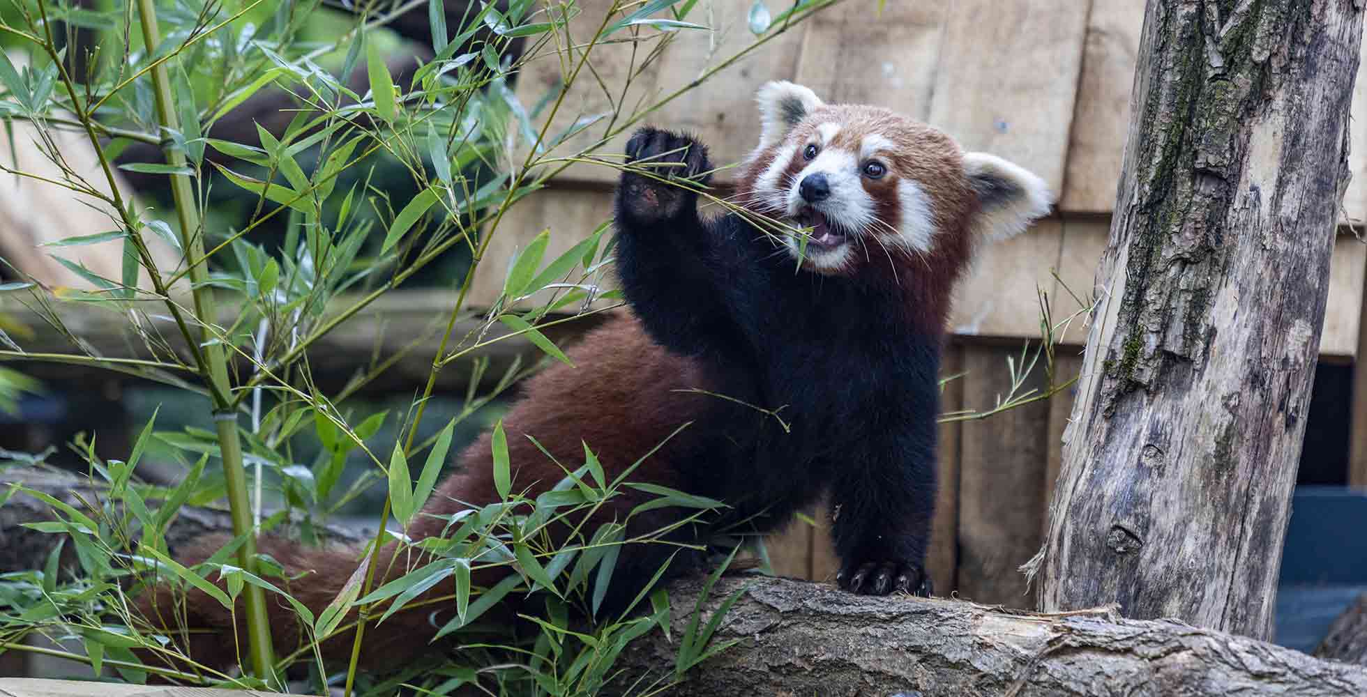 Panda roux de la ménagerie du Jardin des Plantes